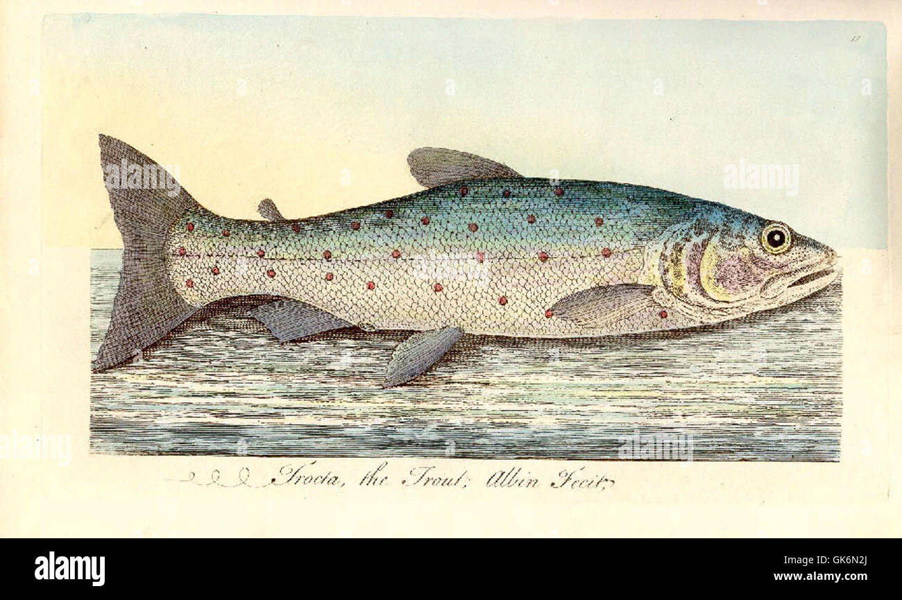 The trout, a species from the genus *Trocta*, is a freshwater fish ...