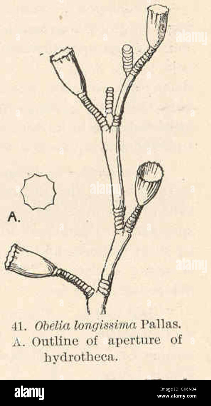 Obelia Labeled Diagram