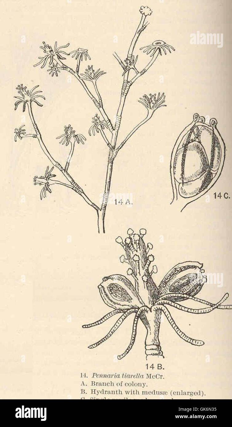 Pennaria tiarella is a colonial hydrozoan species. The colony branches ...