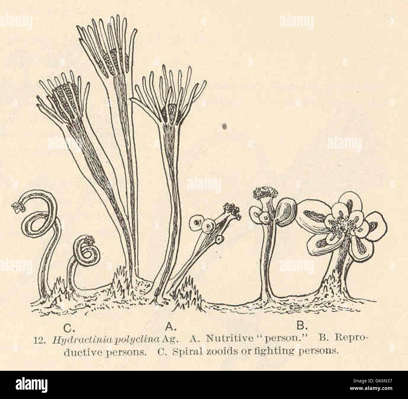 Hydractinia polyclina is a colonial marine organism. It is composed of ...