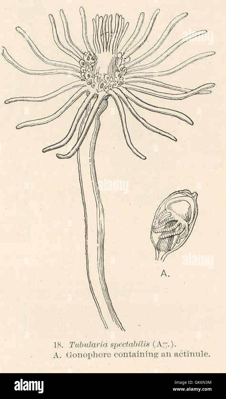 Tubularia spectabilis hi-res stock photography and images - Alamy