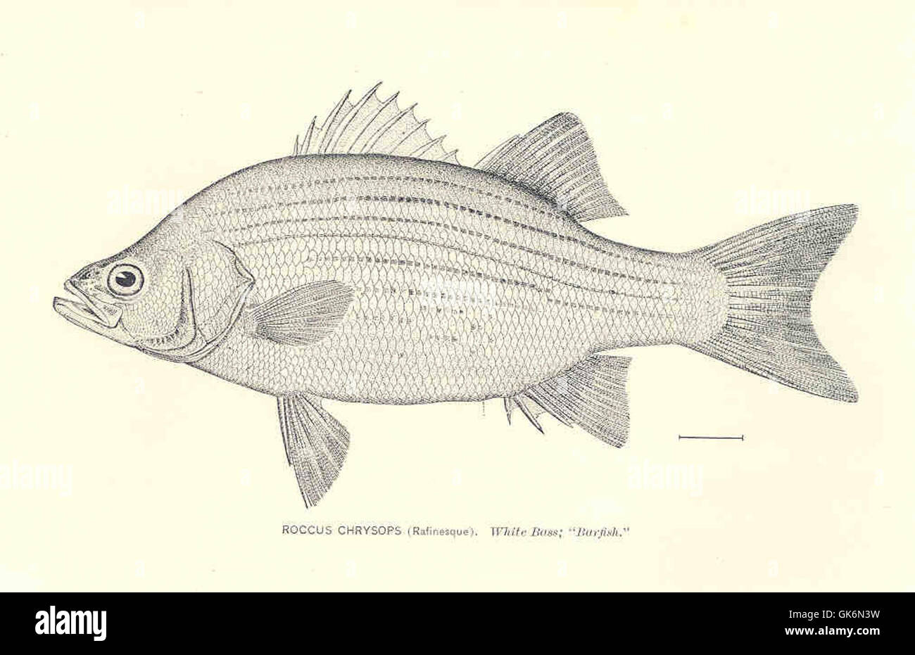 33329 Roccus Chrysops (Rafinesque Stock Photo - Alamy