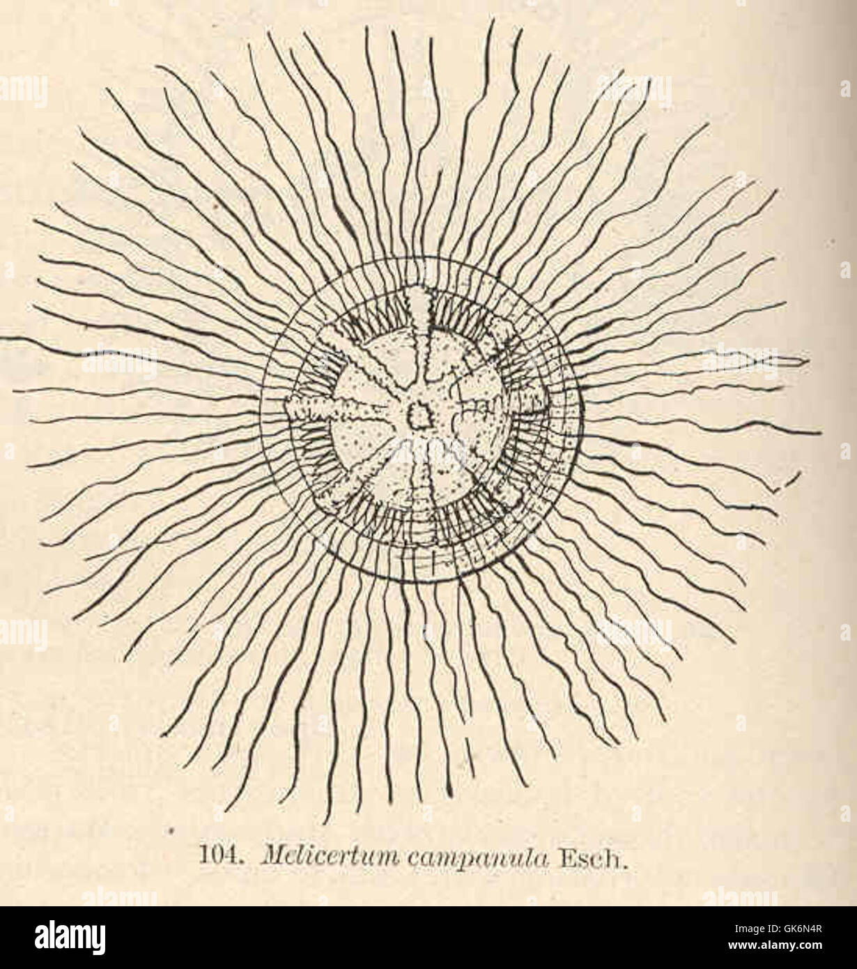 Melicertum campanula Esch, a species of marine organism, is illustrated ...