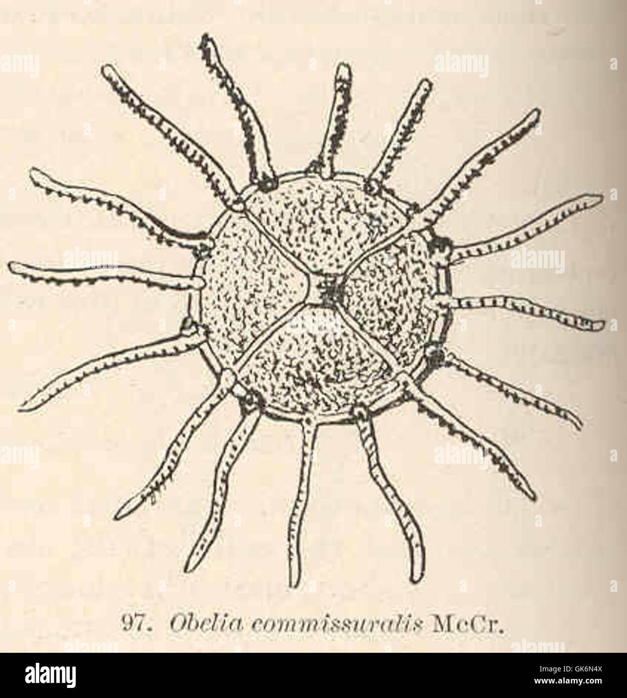 Hydrozoans biology hi-res stock photography and images - Alamy