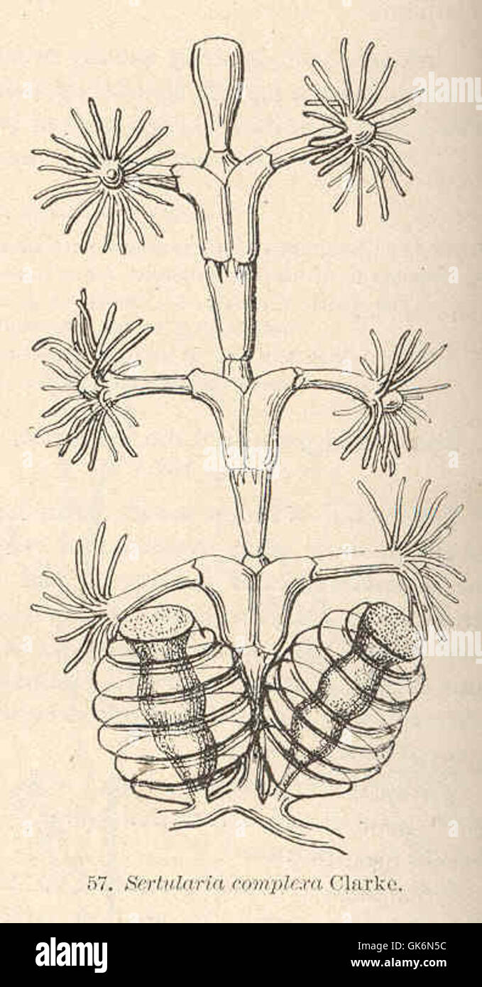 Colonial hydroids hi-res stock photography and images - Alamy