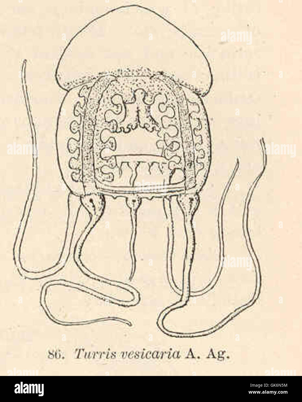 Family of marine gastropods hi-res stock photography and images - Alamy