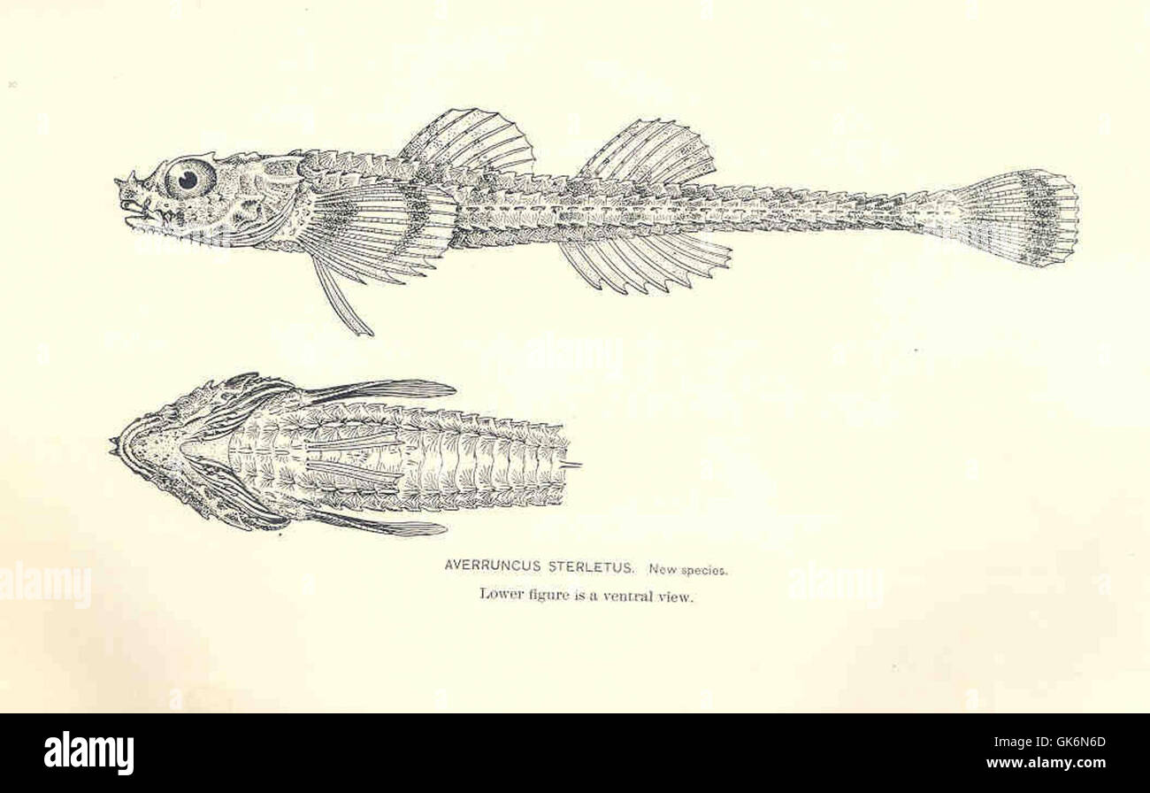 33335 Averruncus Sterletus New species Stock Photo - Alamy