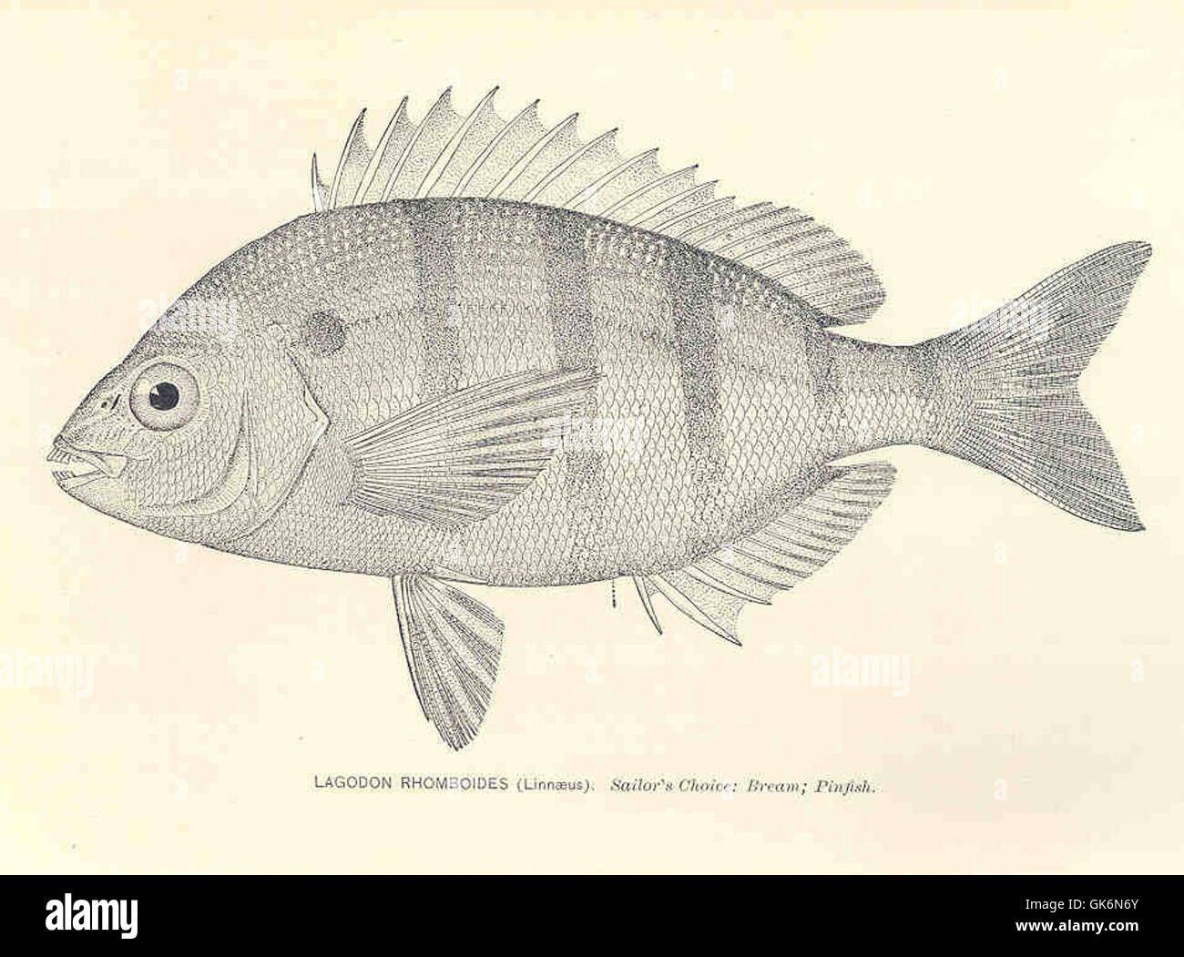 Rhomboides hi-res stock photography and images - Alamy