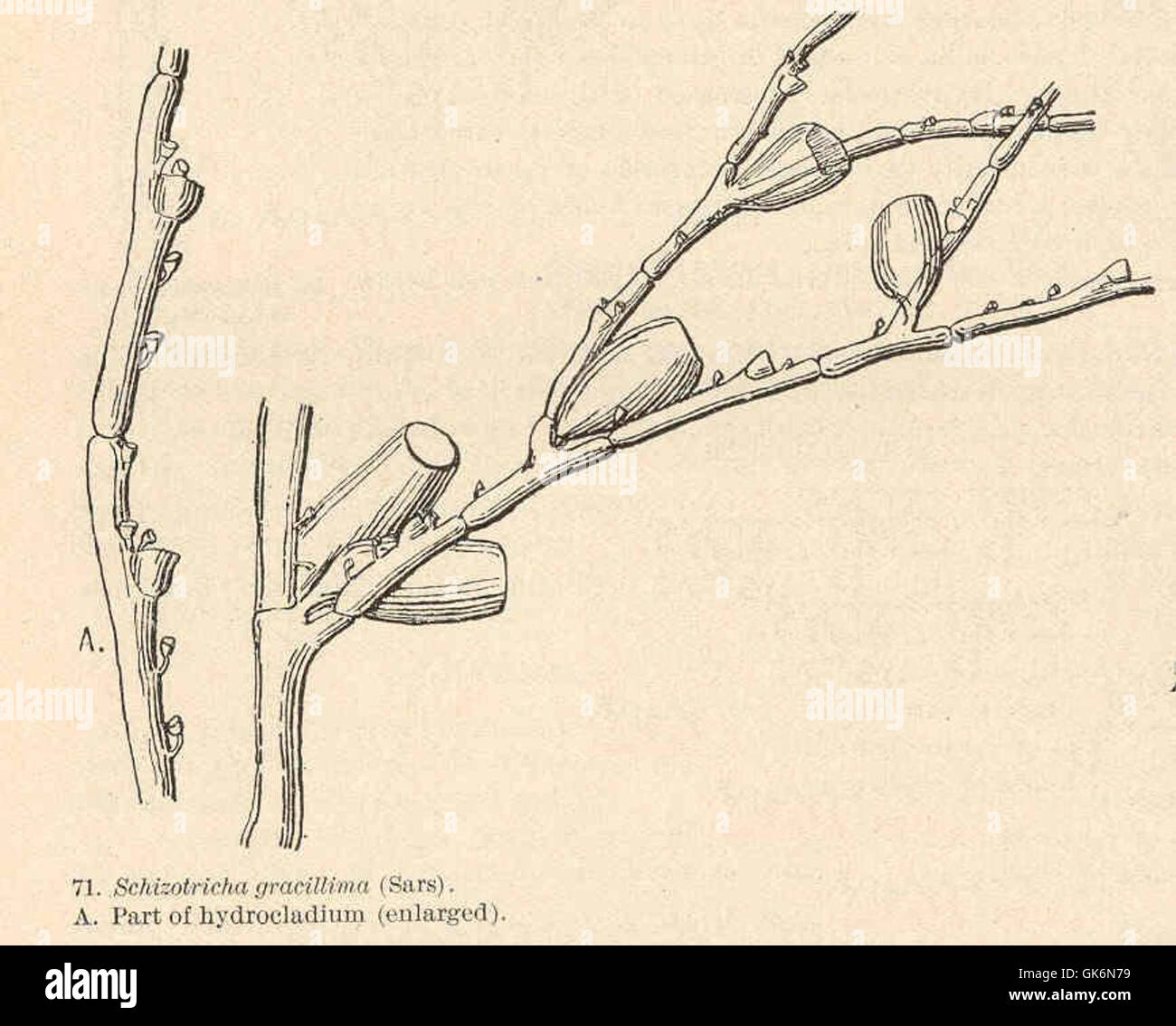 The image depicts Schizotricha gracillima (Sars), a species of aquatic ...