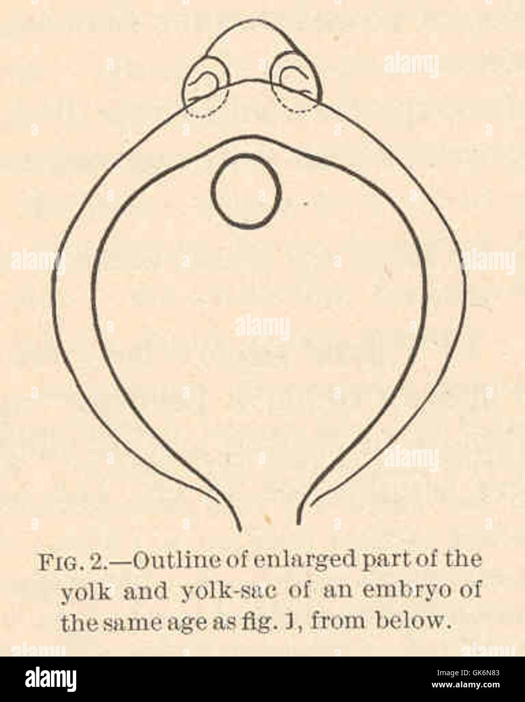 40643 Conger Eel - Outline of enlarged part of the yolk and yolk sac of ...