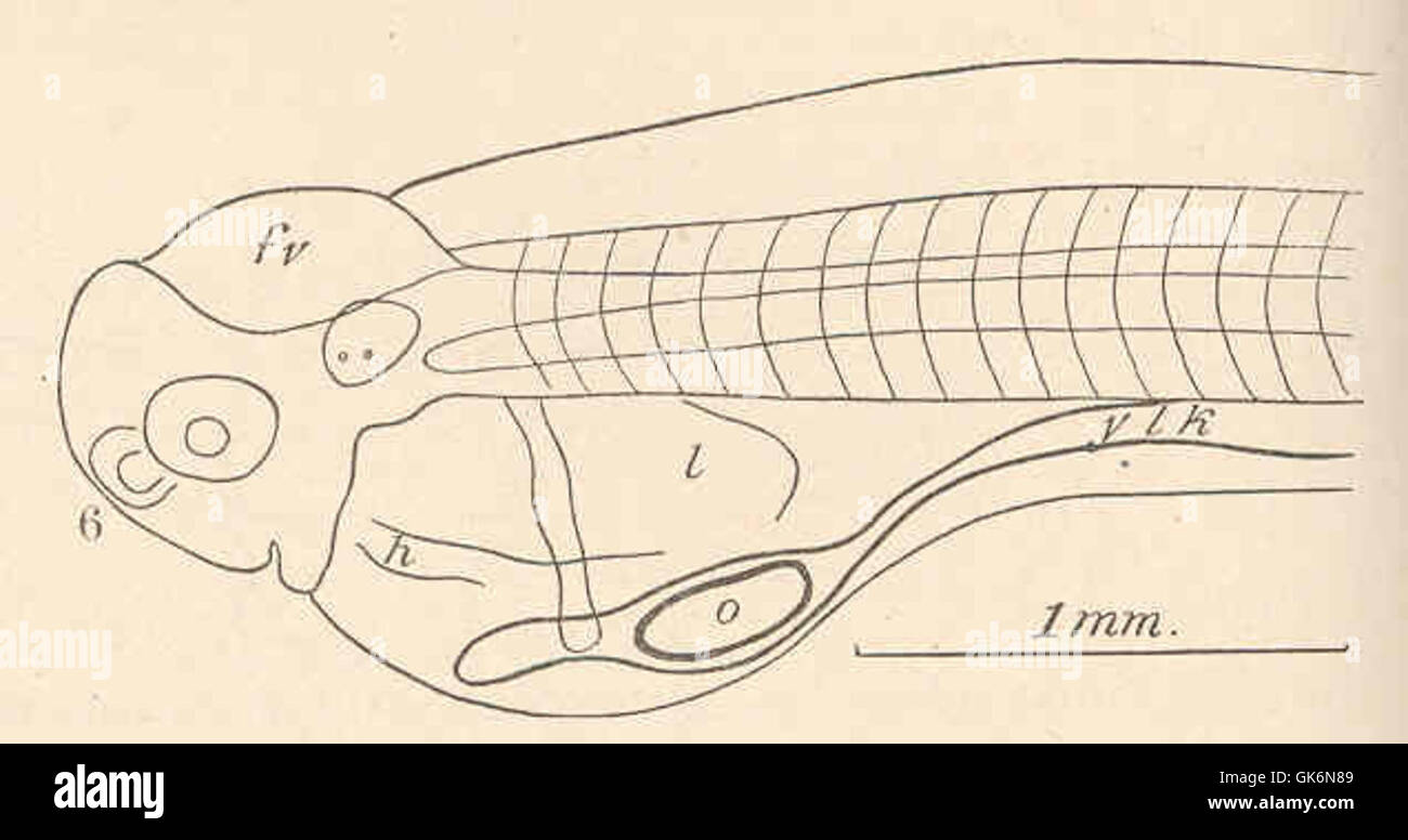 The image shows the head and anterior body of a Conger eel, with ...