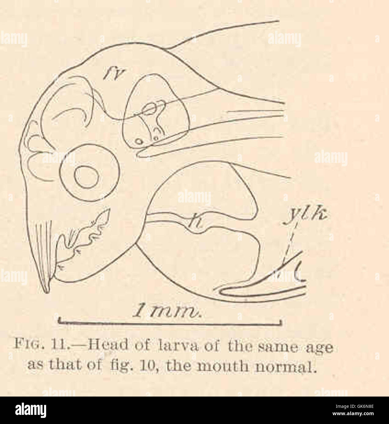 Underwater image showing large hi-res stock photography and images - Alamy