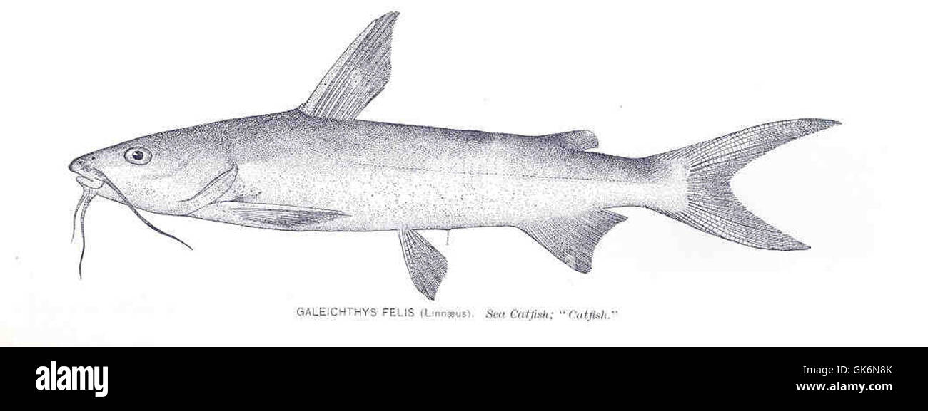 Galeichthys hi-res stock photography and images - Alamy