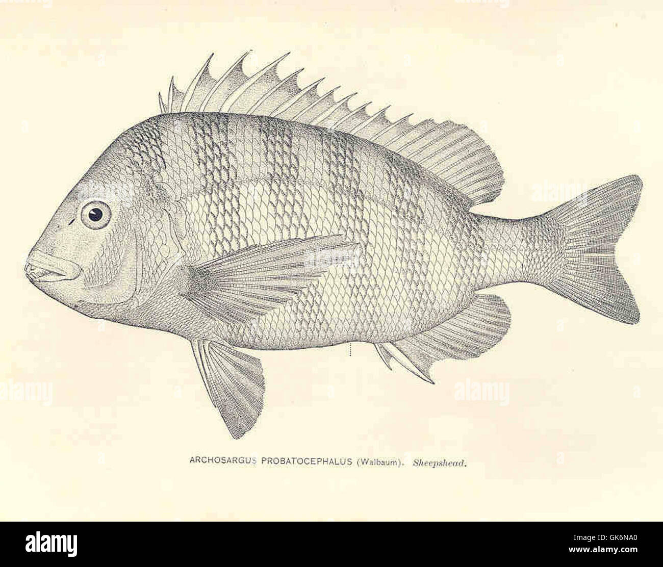 Sheepshead teeth hi-res stock photography and images - Alamy