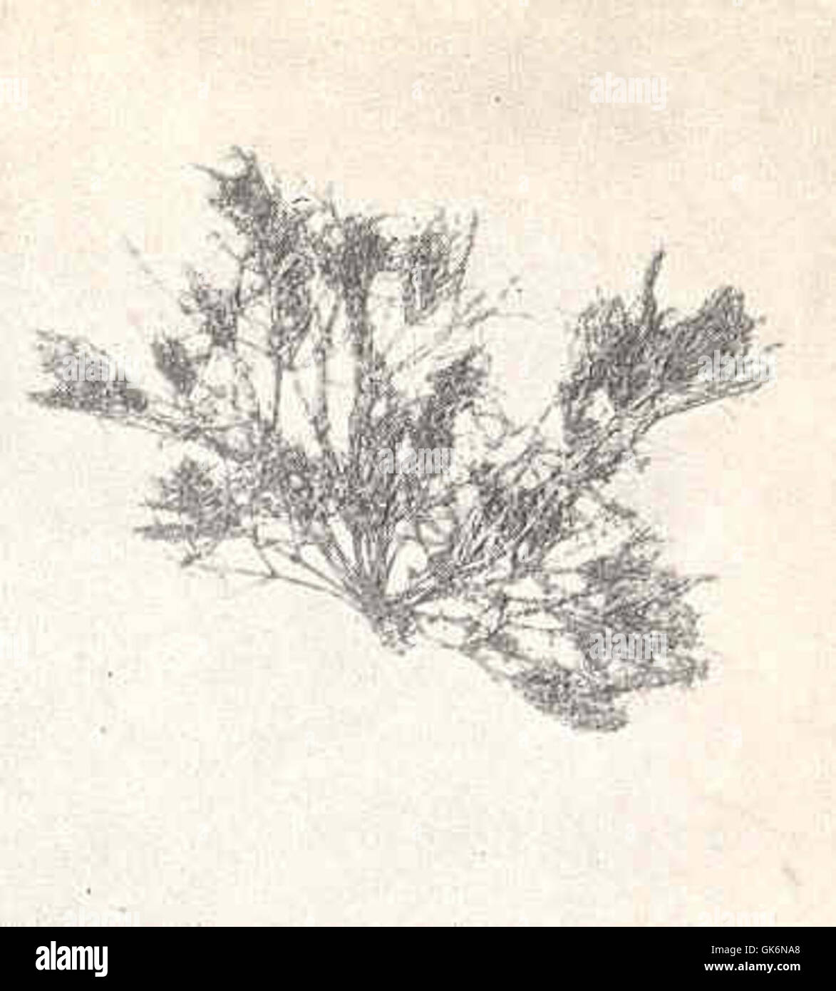 Morphology of chara hi-res stock photography and images - Alamy