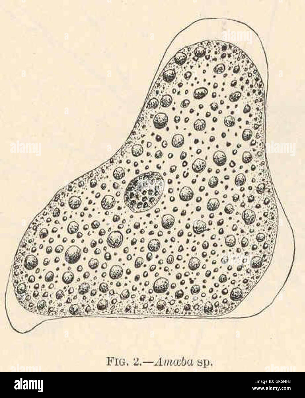 40812 Amoeba sp Stock Photo - Alamy