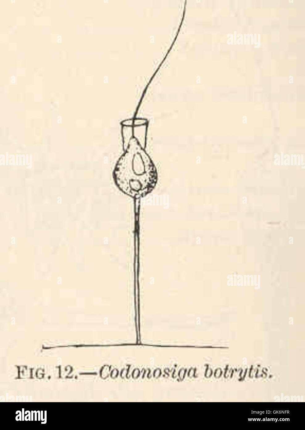 Codonosiga botrytis is a species of colonial protozoan found in marine ...