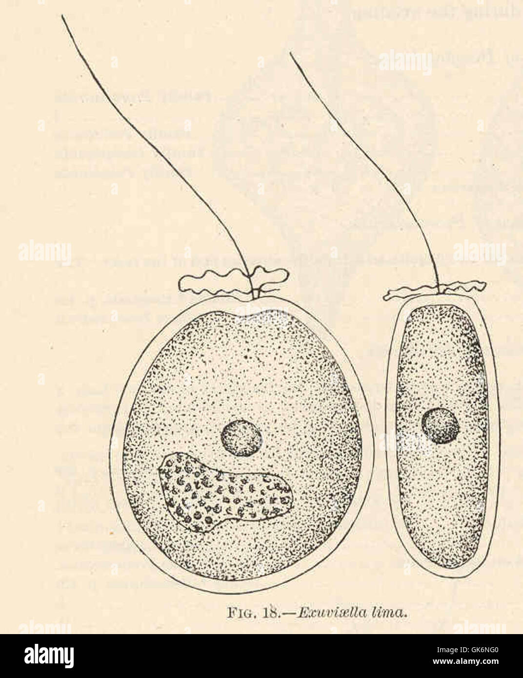 Exuviaella lima is a species of parasitic copepod that attaches to ...