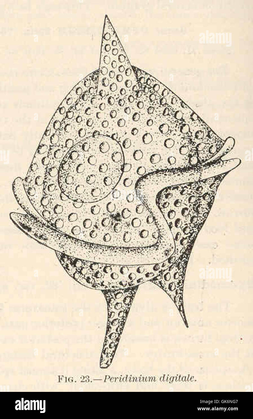 Peridinium hi-res stock photography and images - Alamy