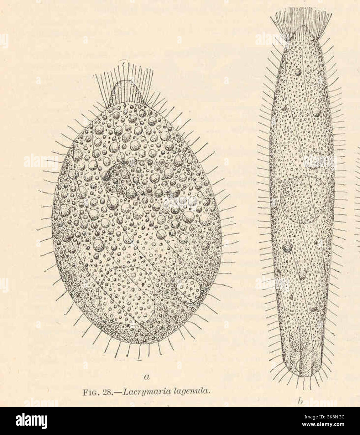 Lacrymaria High Resolution Stock Photography and Images - Alamy
