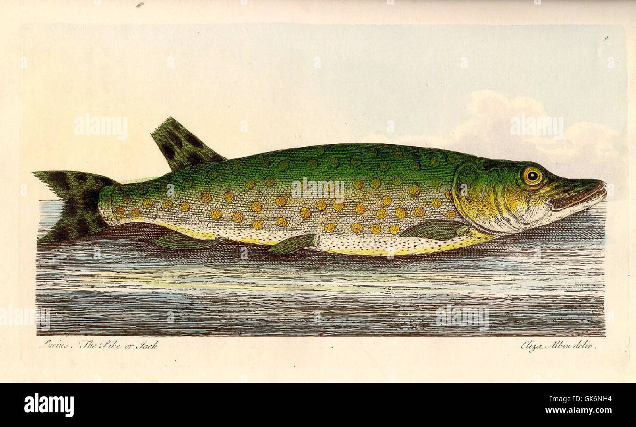 *Lucius* (Pike or Jack) is a predatory freshwater fish species ...