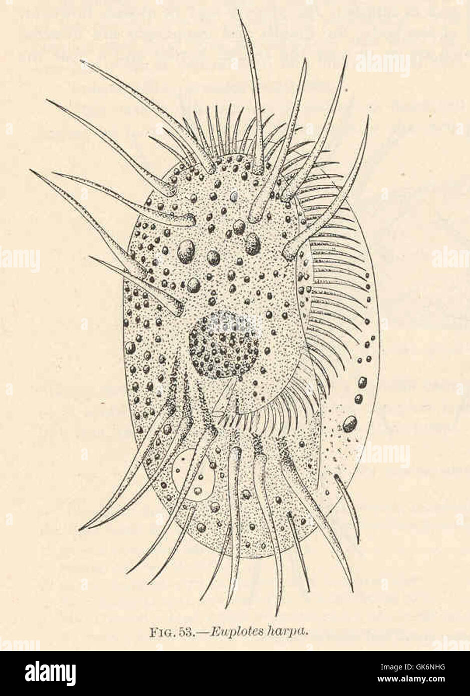 Ciliate protozoans hi-res stock photography and images - Alamy