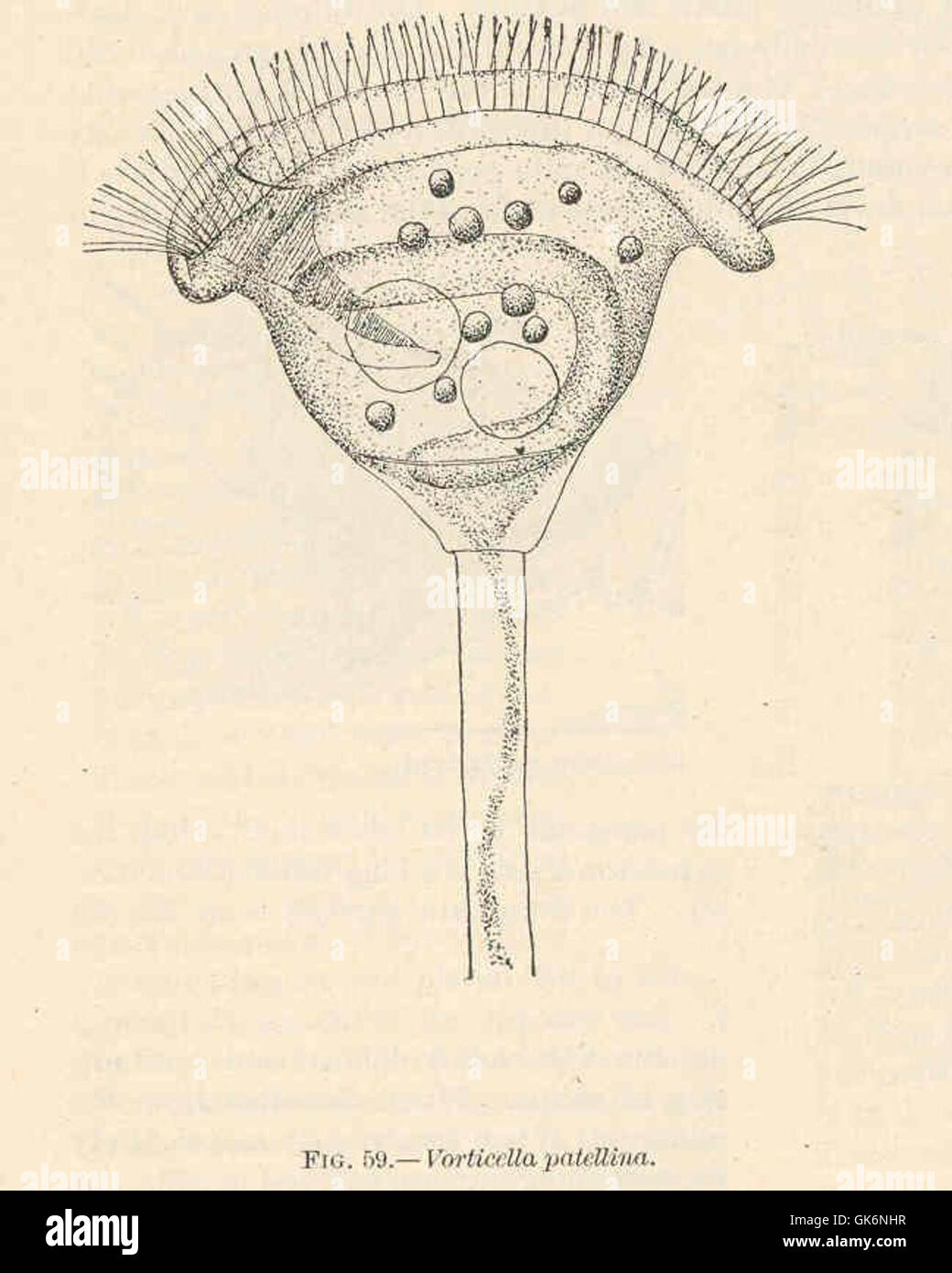 Vorticella Diagram