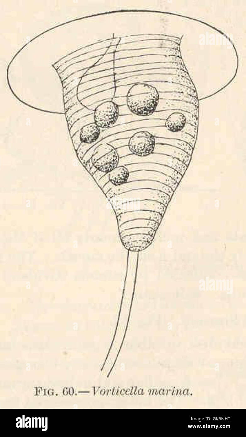 Ciliates ciliate hi-res stock photography and images - Alamy