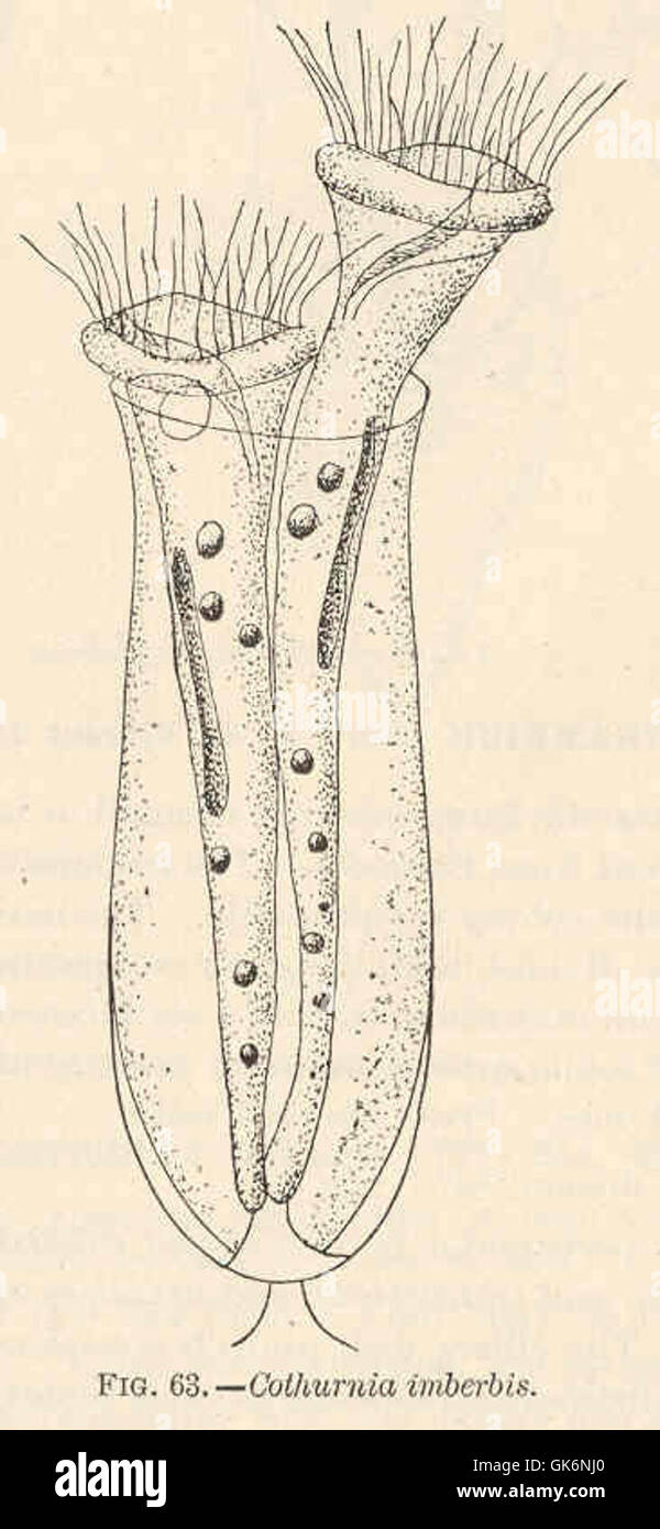 Cothurnia imberbis, a species of freshwater protozoan, is depicted. This organism is known for ...