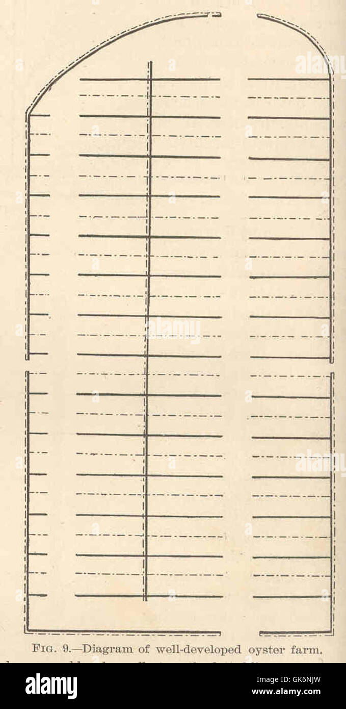 This diagram shows a well-developed oyster farm with bamboo collectors ...