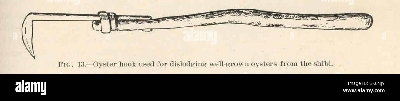 An oyster hook, a tool designed to dislodge well-grown oysters from ...
