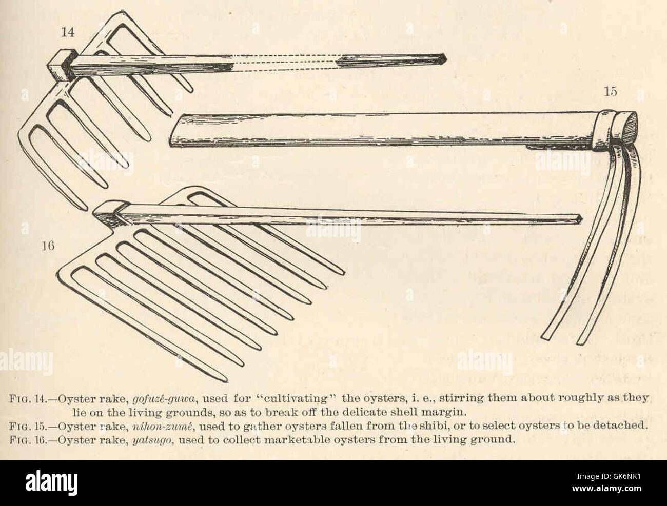 Oyster rake hi-res stock photography and images - Alamy