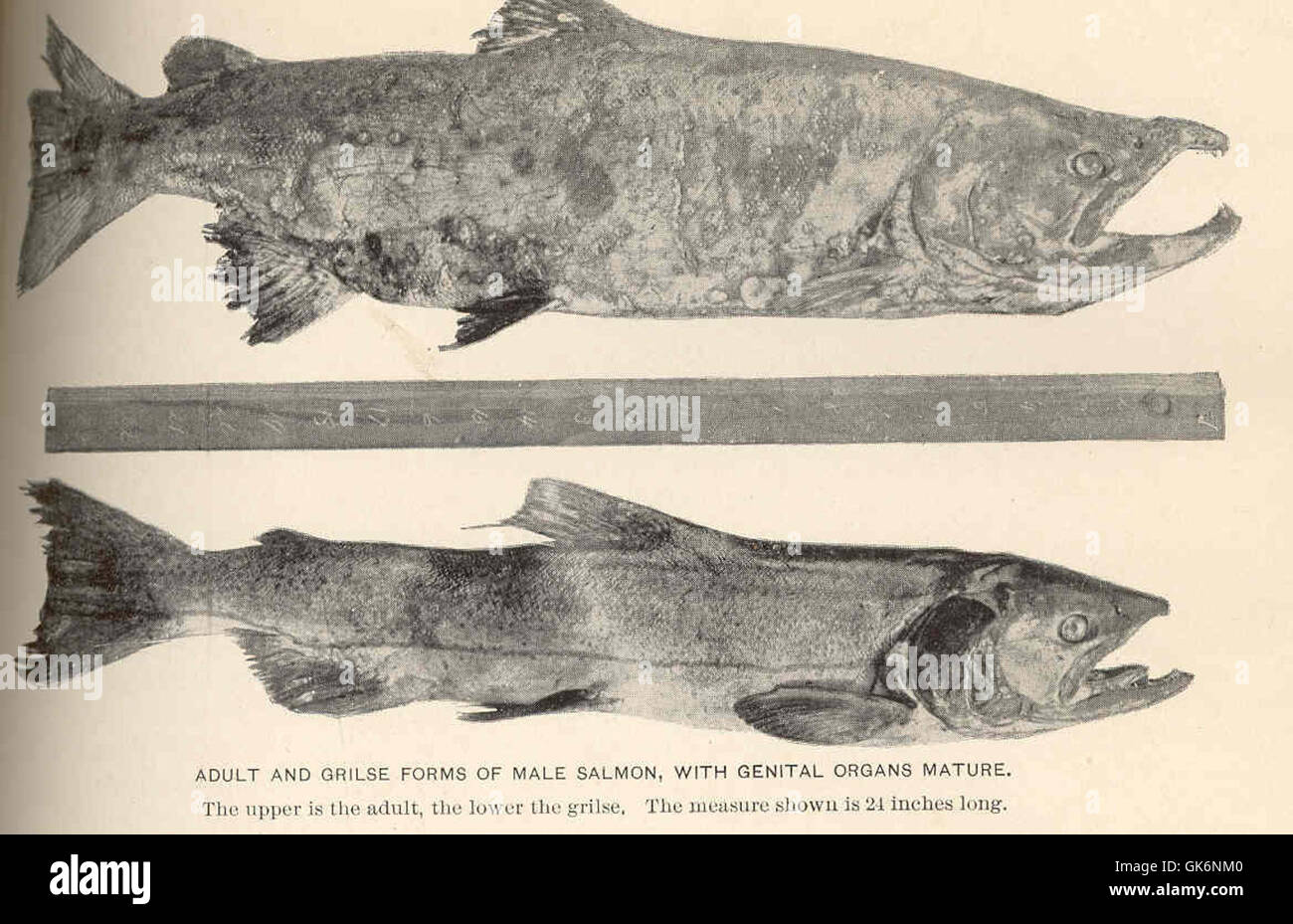 This image shows two forms of male salmon: the mature adult and the ...