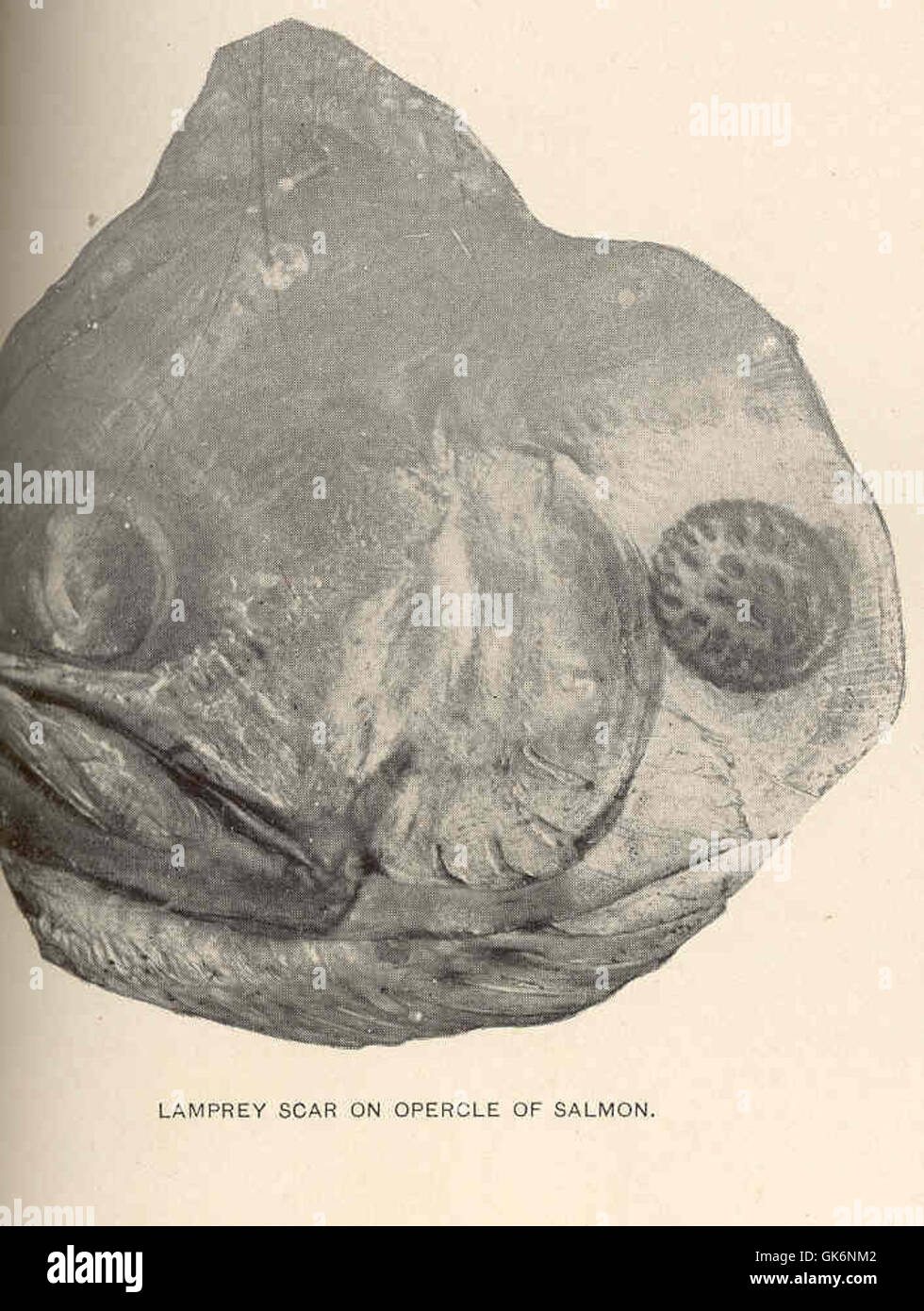 A lamprey scar is visible on the opercle (gill cover) of a salmon ...
