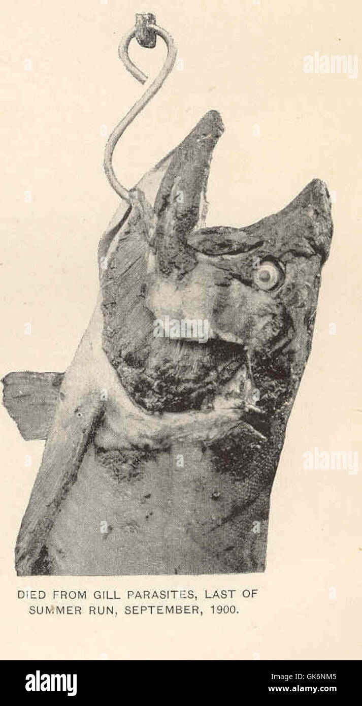 The fish depicted in this image died from gill parasites during the ...