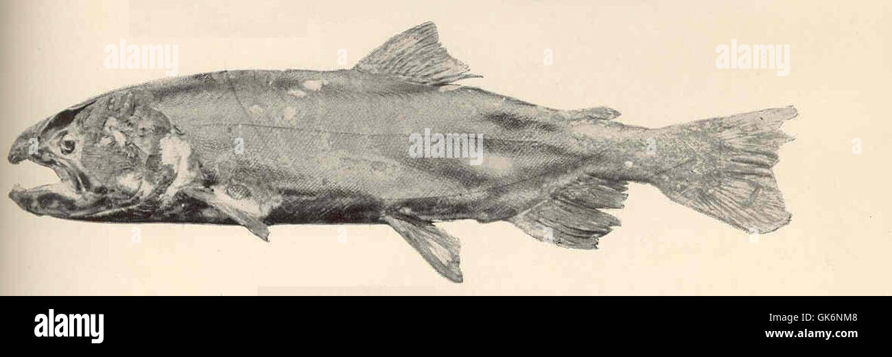 This image shows a spent and diseased male salmon, showing signs of ...