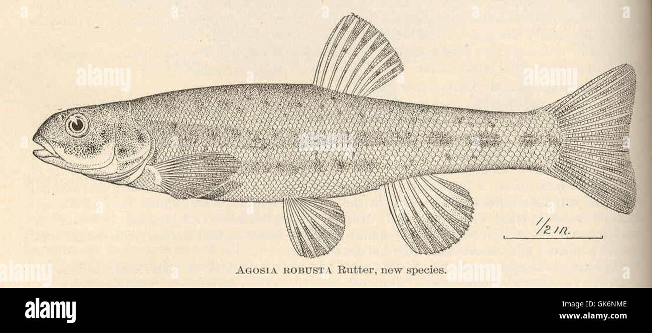 Agosia robusta Rutter is a newly identified species of fish. It was ...