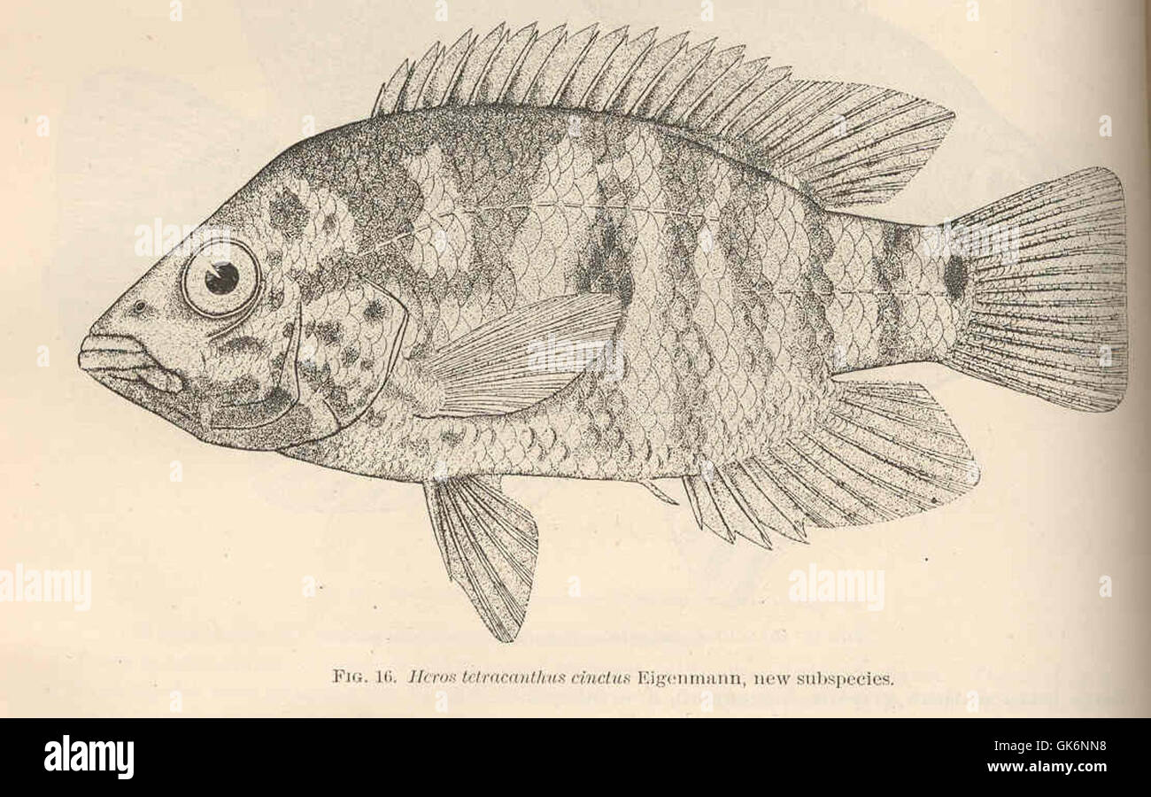 Heros tetracanthus cinctus, a new subspecies of cichlid described by ...