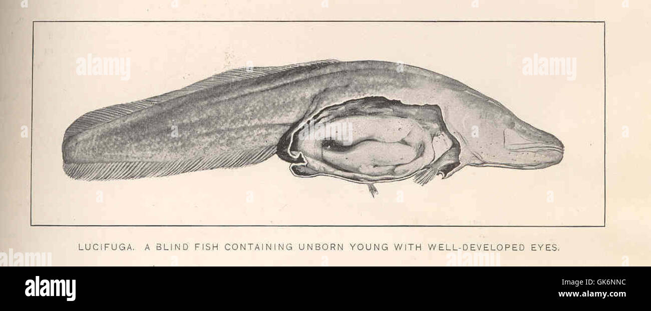 Lutifuga is a species of blind fish that carries unborn young with well ...