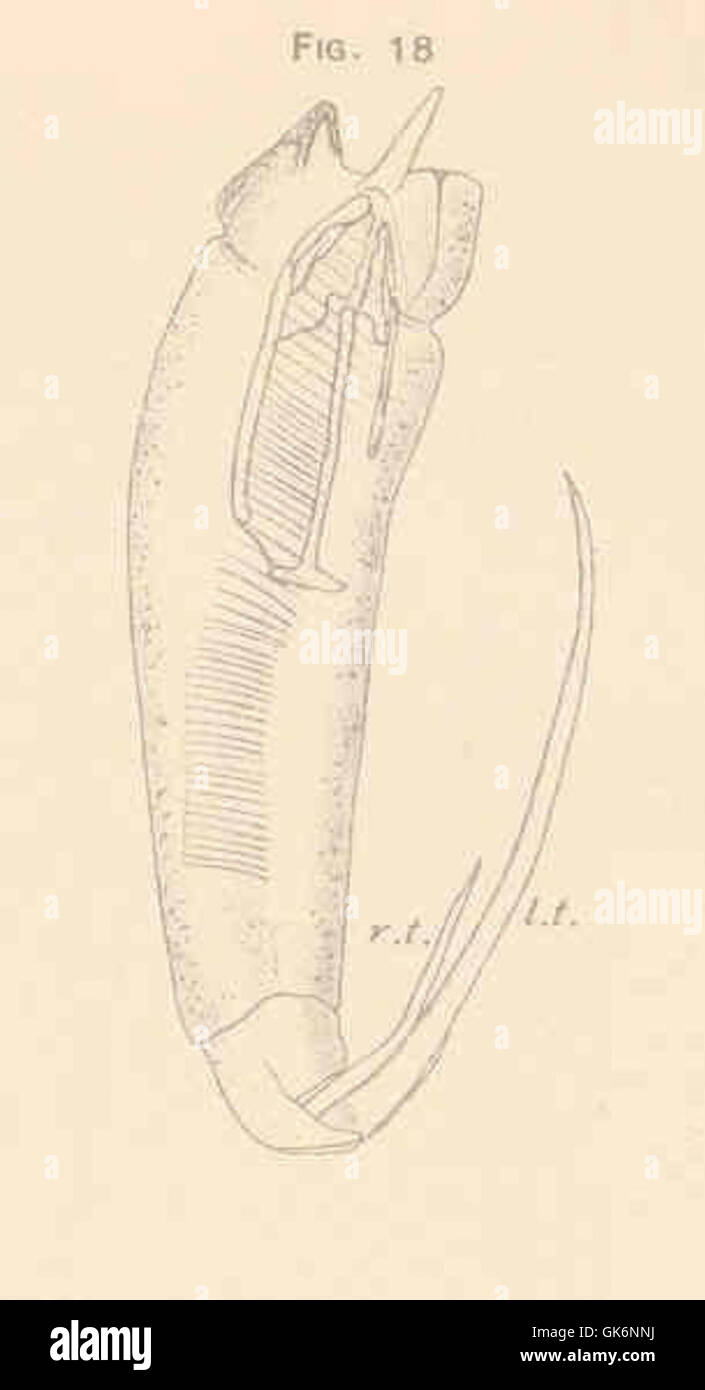 40964 Diurella insignis Herrick, Young specimen, ventro-dextral view ...