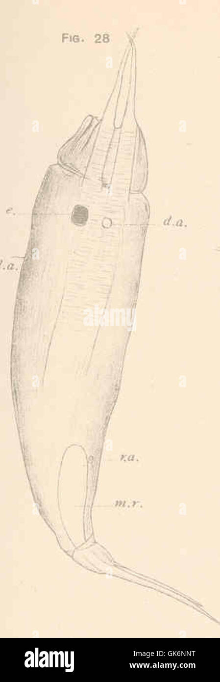 Diurella stylata is a species of marine gastropod. This dorsal view ...