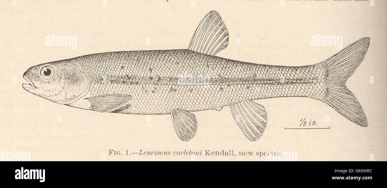 *Leuciscus carletoni* is a newly described species of freshwater fish ...