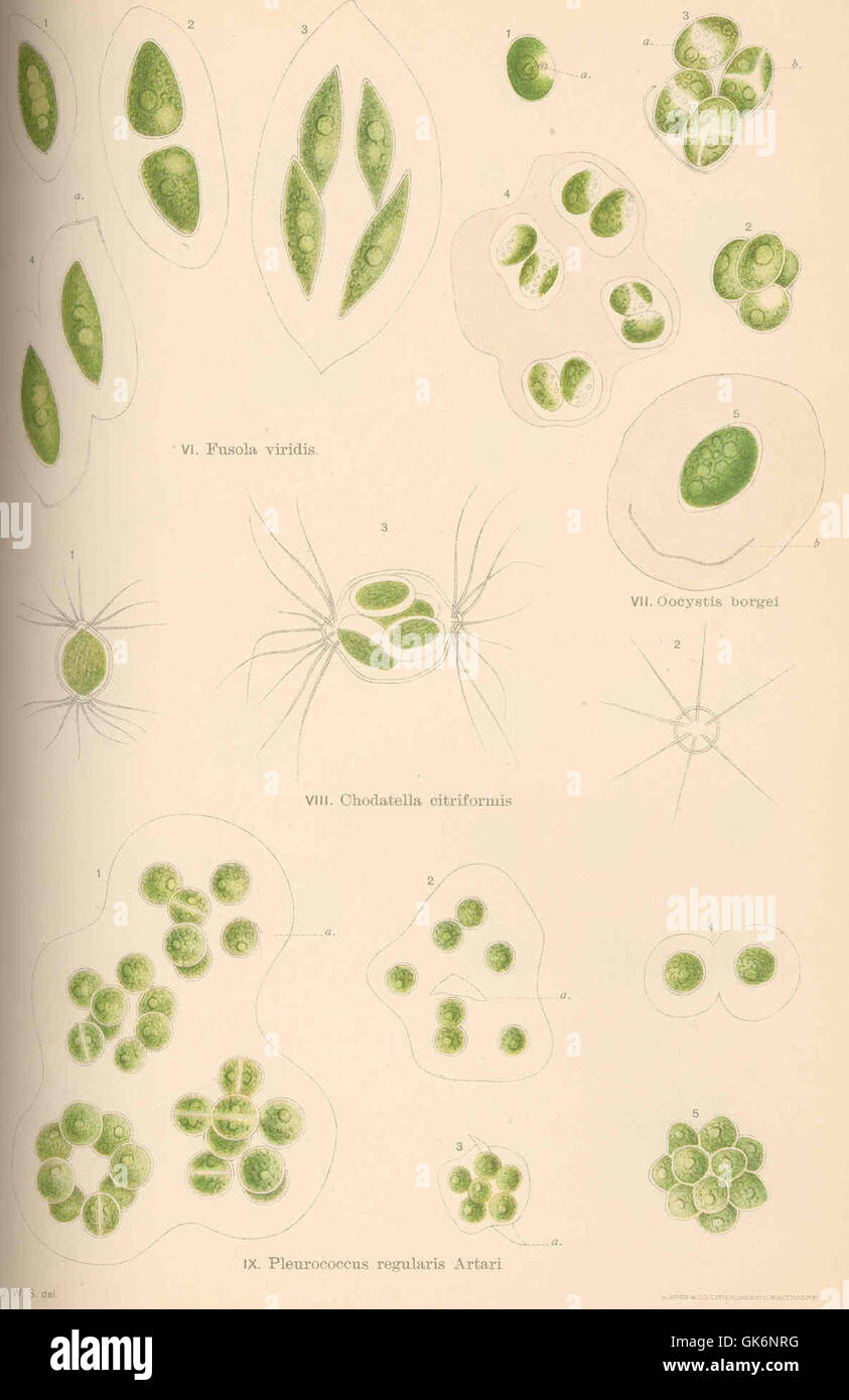 41010 Fusola viridis; Oocystia borgei; Chordatella citriformis ...