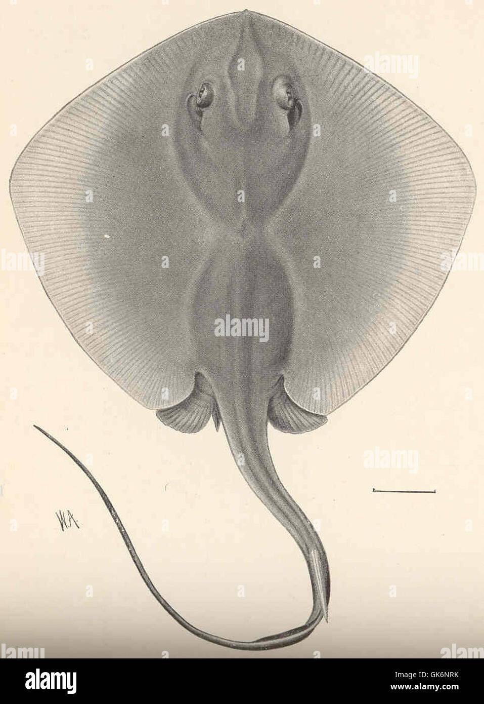 Dasyatis hawaiensis, also known as the Hawaiian stingray, is a newly ...