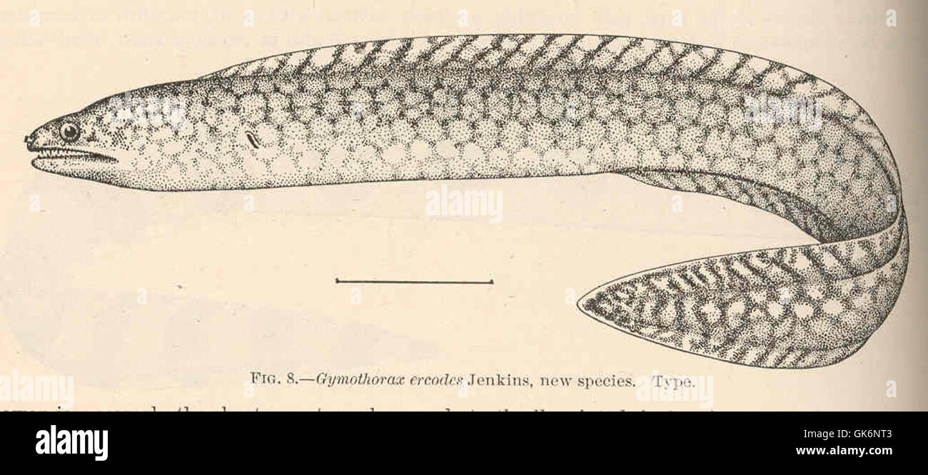 *Gymnothorax ercodes* is a newly identified species of moray eel ...
