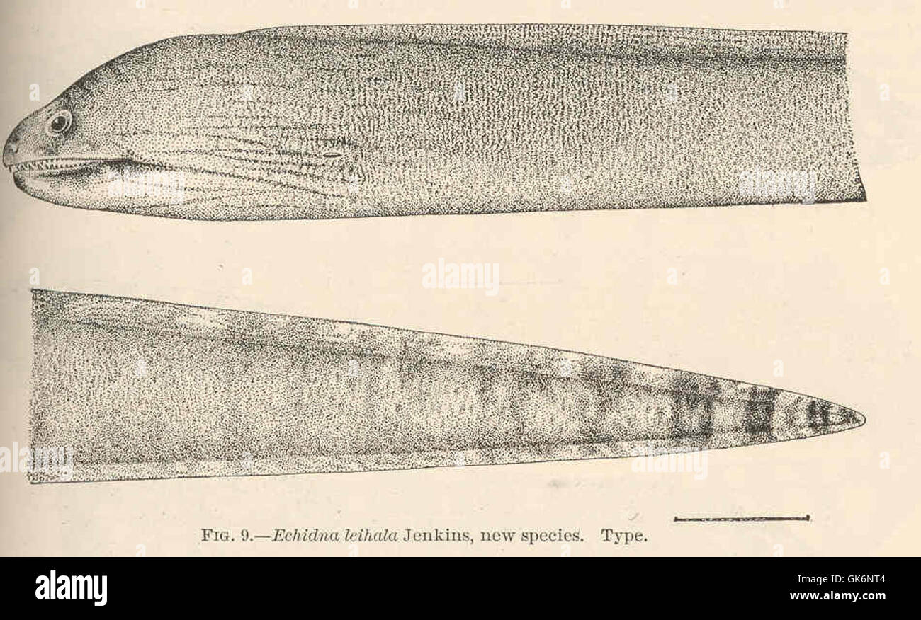 Echidna leihala Jenkins is a newly identified species within the ...