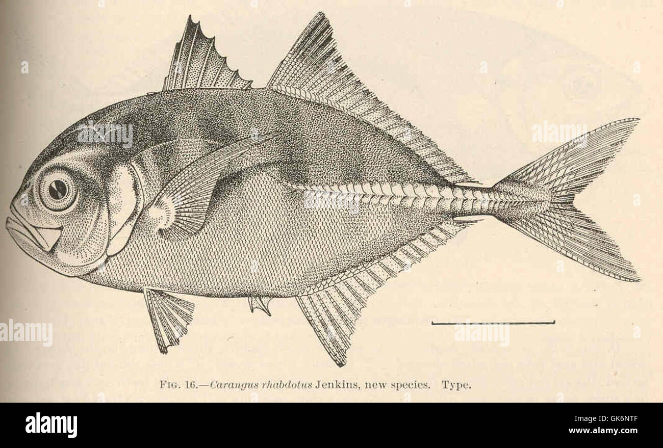 Carangus rhabdotus, a new species of fish described by Jenkins, is ...