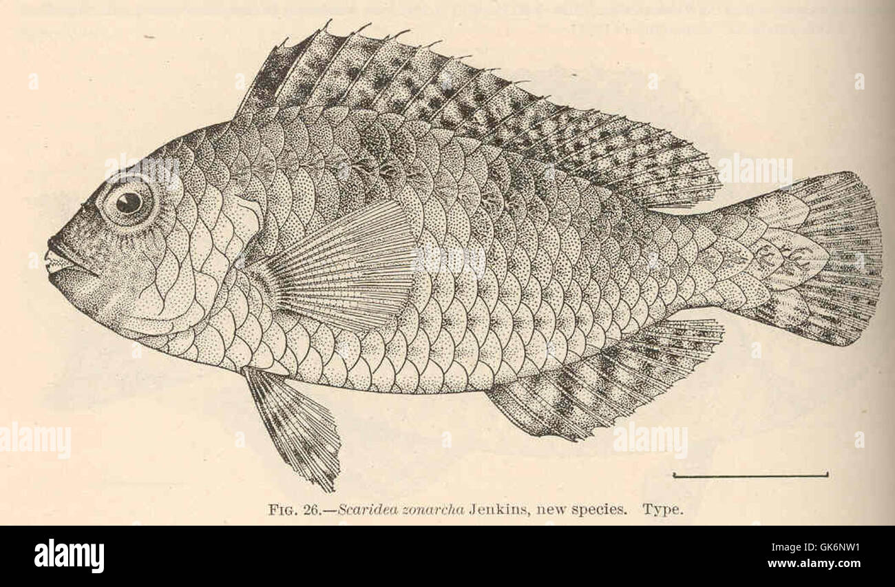 Scaridea zonarcha Jenkins is a newly identified species of marine ray ...