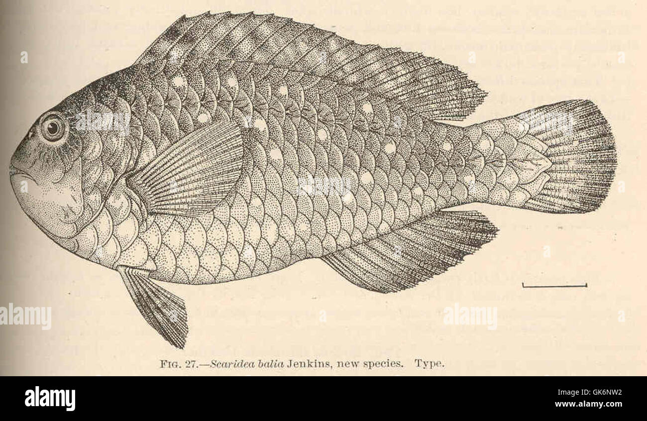 Scaridea balia Jenkins is a newly identified species of cartilaginous ...