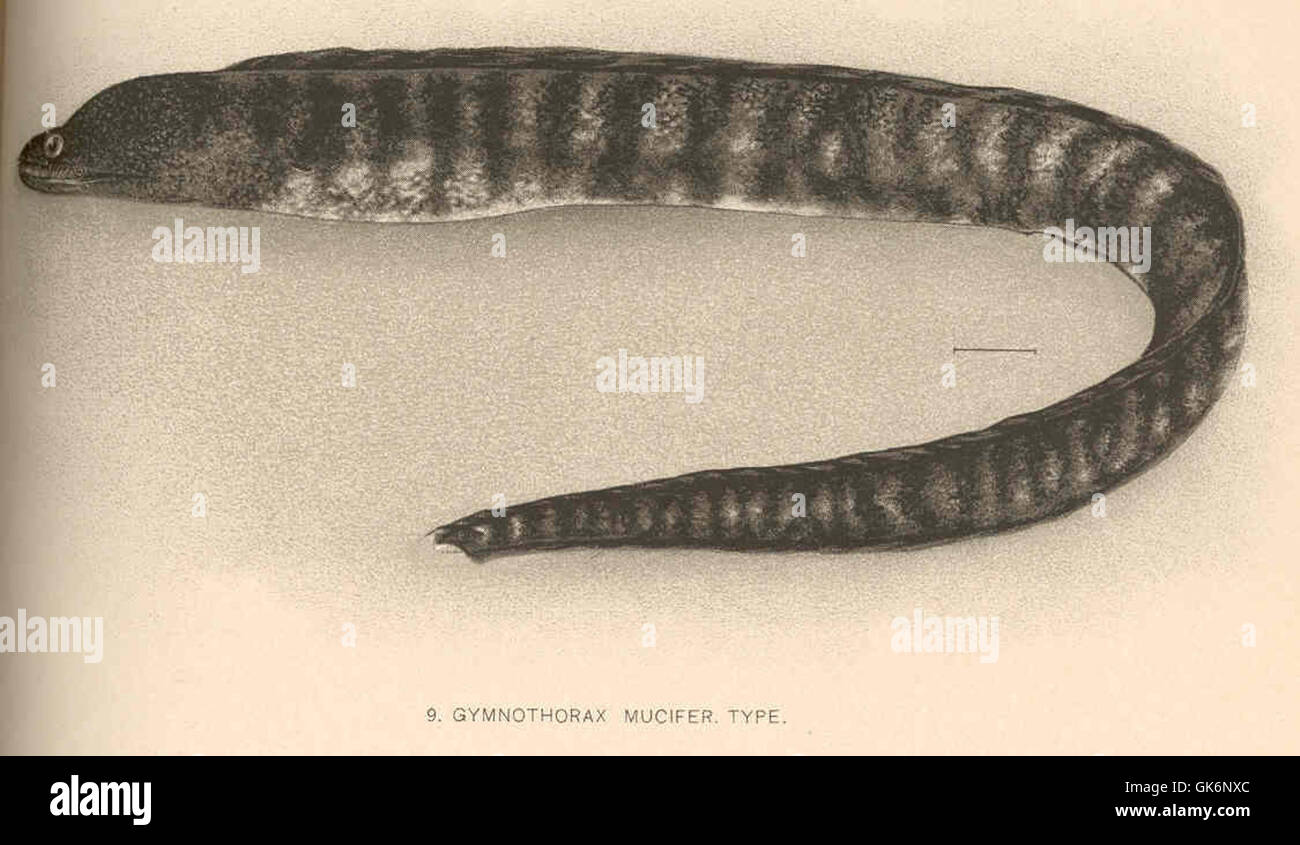 Mucifer hi-res stock photography and images - Alamy